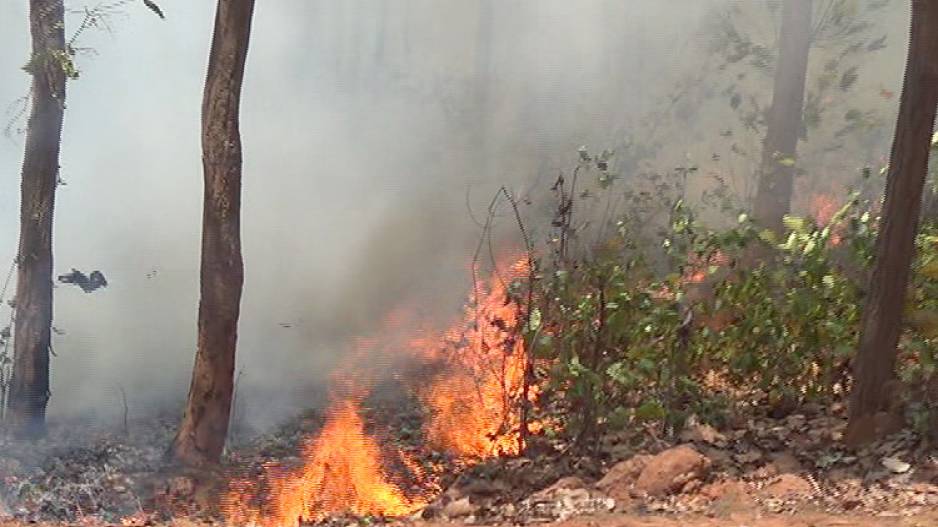 Odisha Forest Fire: Similipal Tiger Reserve Burns As Fire Devours One ...