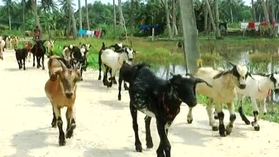 Odisha Top News Mass Goat Deaths Trigger Panic Among Locals in Puri