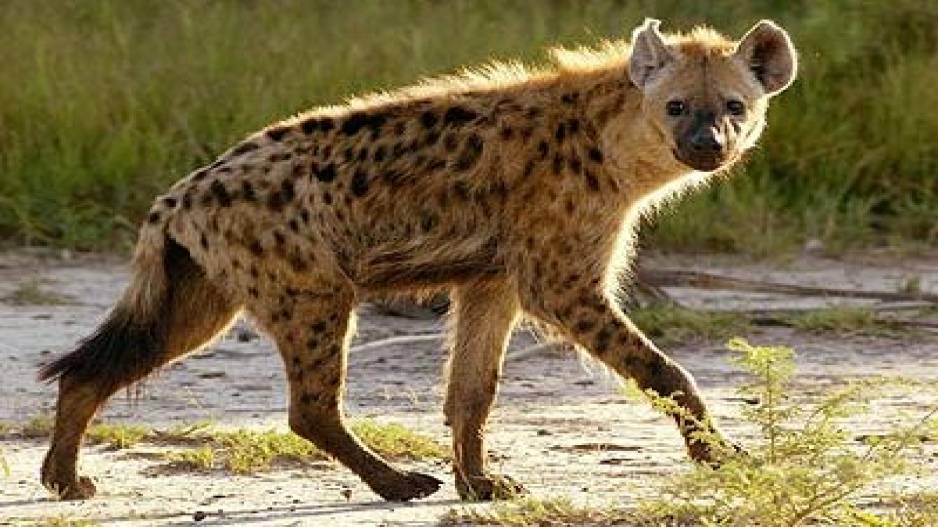 Hyena scare at Palasuni area of Bhubaneswar