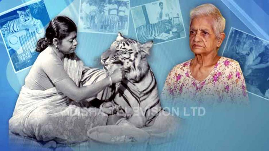 The story of Khairi a tigress who used to rush to the call of her ...