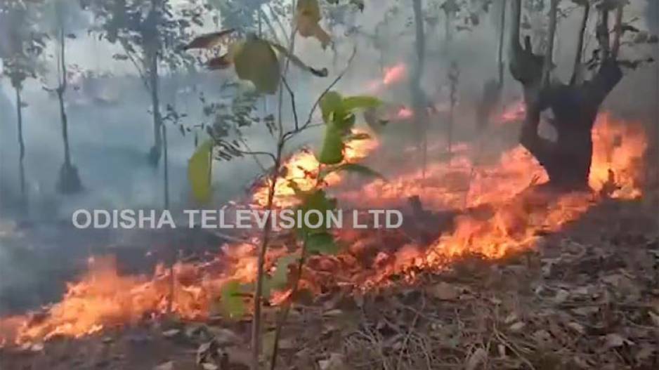 Odisha Forms High Level Taskforce To Battle Forest Fire OTV News