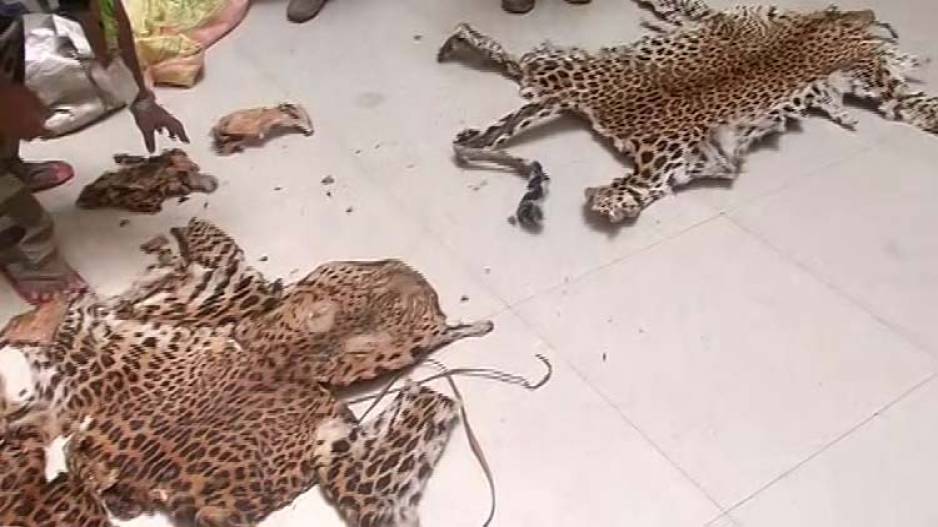 A viral video showing poachers striking a deal to sell leopard skin has ...