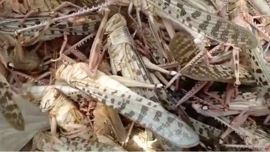 Fear of possible desert locust attack has again gripped the farmers in ...