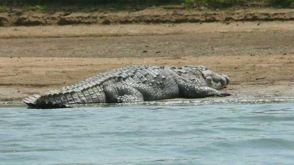 After Tiger State Madhya Pradesh has now got the status of Alligator ...