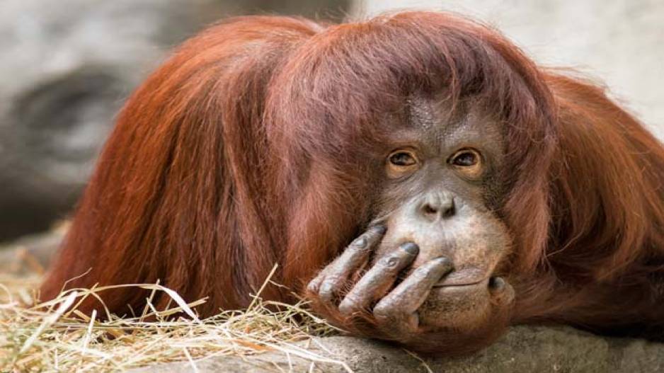 Australian researchers to develop video games for orangutans