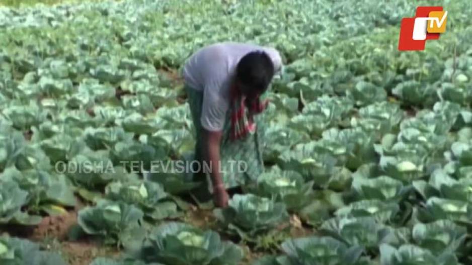 In Odisha some farmers of Liligada and Merapalli panchayats under ...
