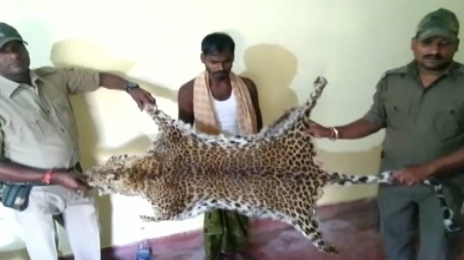 Poacher held after one year; leopard skin seized