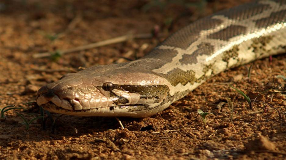 9 Feet Long Python Rescued in Odisha s Puri