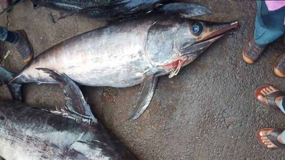 A group of local fishermen caught three rare fish locally called ...