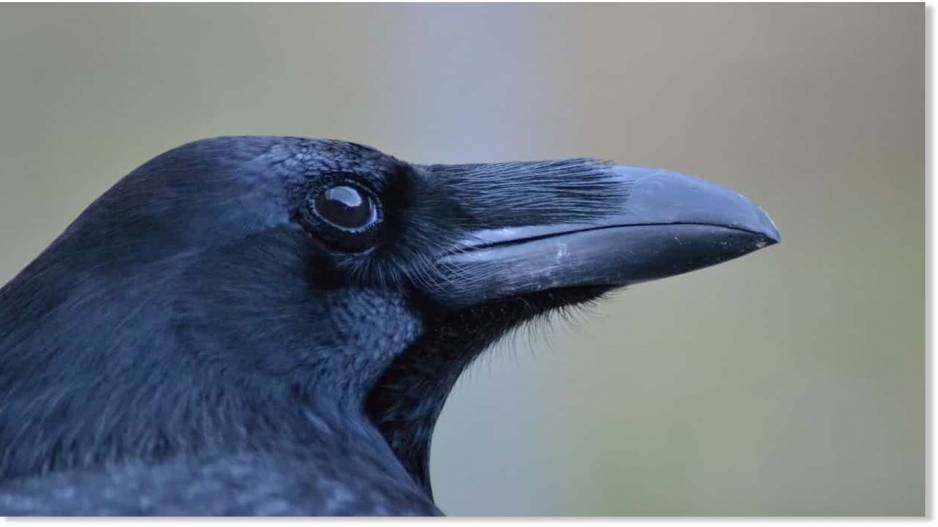 Ravens can plan for future like humans