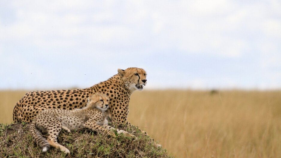 Breeding, cheetah selection strategies at focus in Project Cheetah's ...