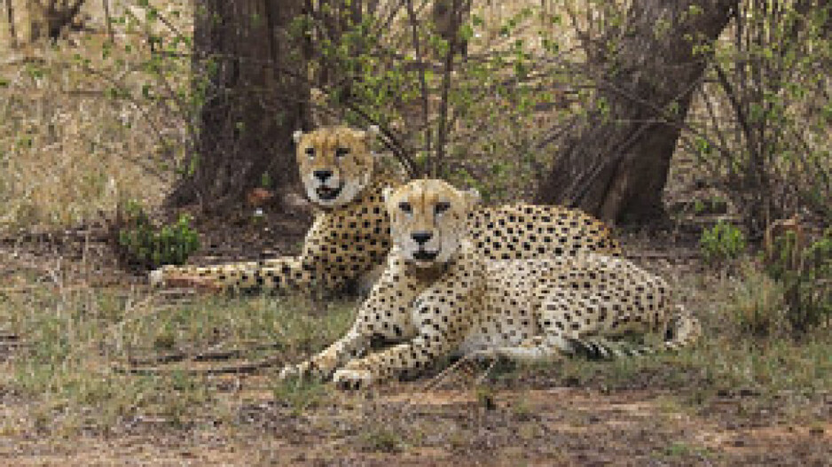 Namibian cheetah 'Jwala' gives birth to three cubs at Kuno National Park