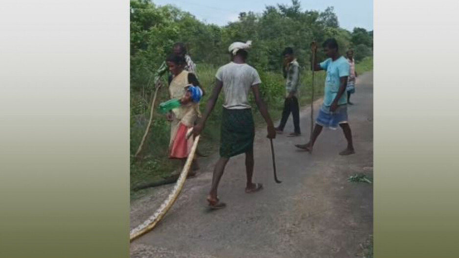 Inhumane! 15ft python dragged, bludgeoned to death by villagers in Odisha