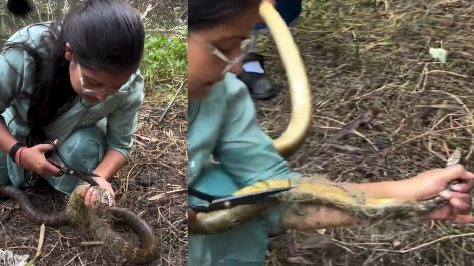 Brave woman rescues huge snake stuck in a net with bare hands from pond ...