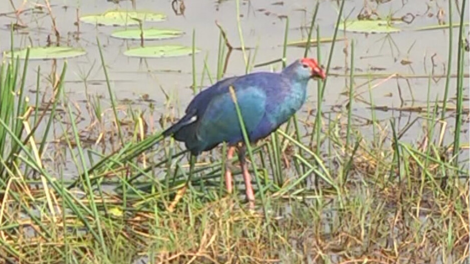 Chilika’s beauty magnifies as migratory birds arrive | Odisha TV