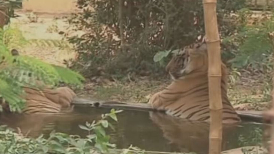 Similipal Tiger Reserve to welcome 2 new Royal Bengal Tigers from ...