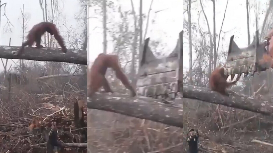 Wild Animals Viral Video News: Heartbreaking! Orangutan Tries To Fight ...