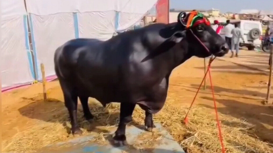 World's most expensive buffalo in India valued at Rs 23 crore! Rs 1500 ...