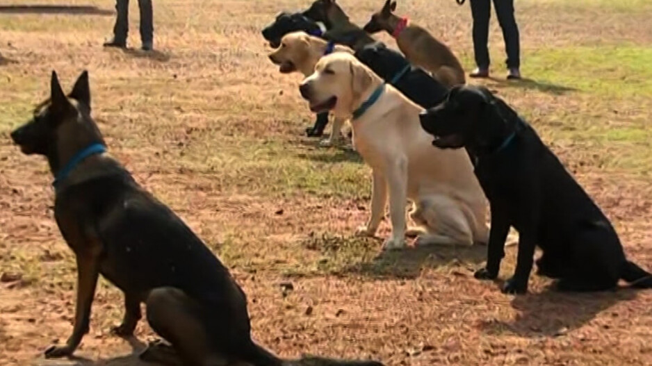Odisha Deploys K9 Squad in Fire Services