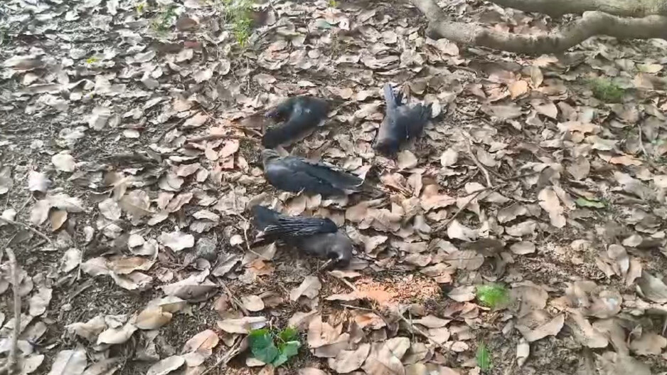 Crow carcasses trigger bird flu scare after poultry deaths in Odisha’s ...