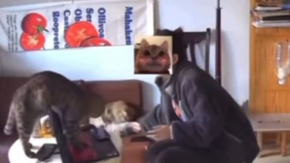 Girl loses job after pet cat sends her resignation to boss