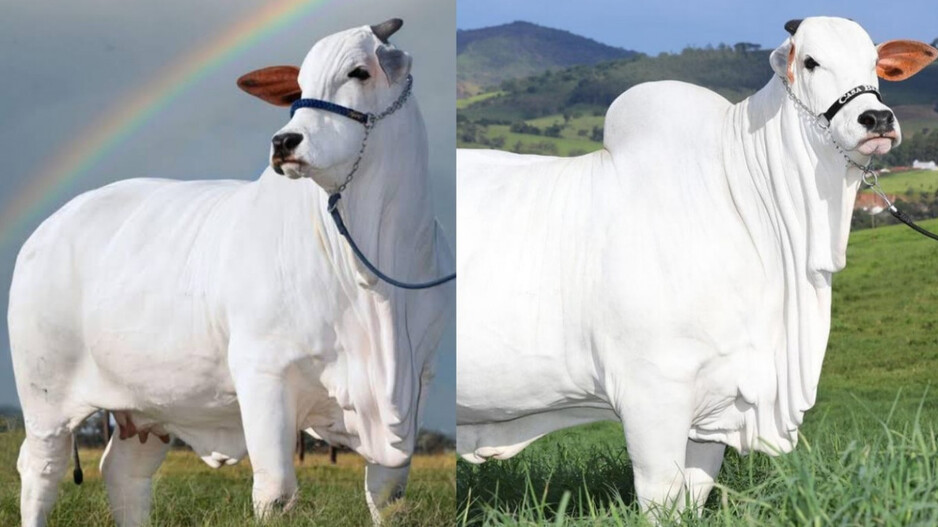 World's most expensive cow worth Rs 40 crore is of Indian origin