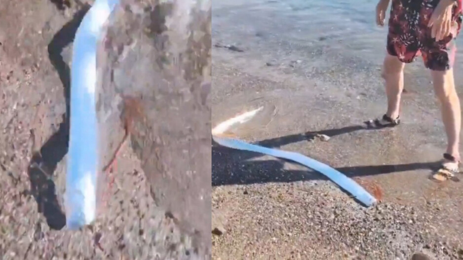 Doomsday nearing! Mysterious deep sea creature emerges from ocean ...