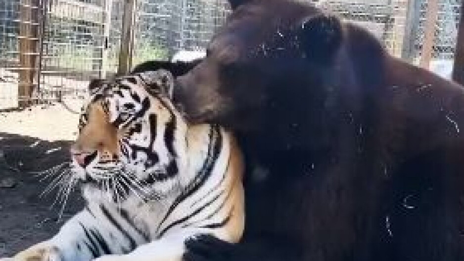WATCH: Tiger and Bear share a heartwarming cuddle, melting hearts ...