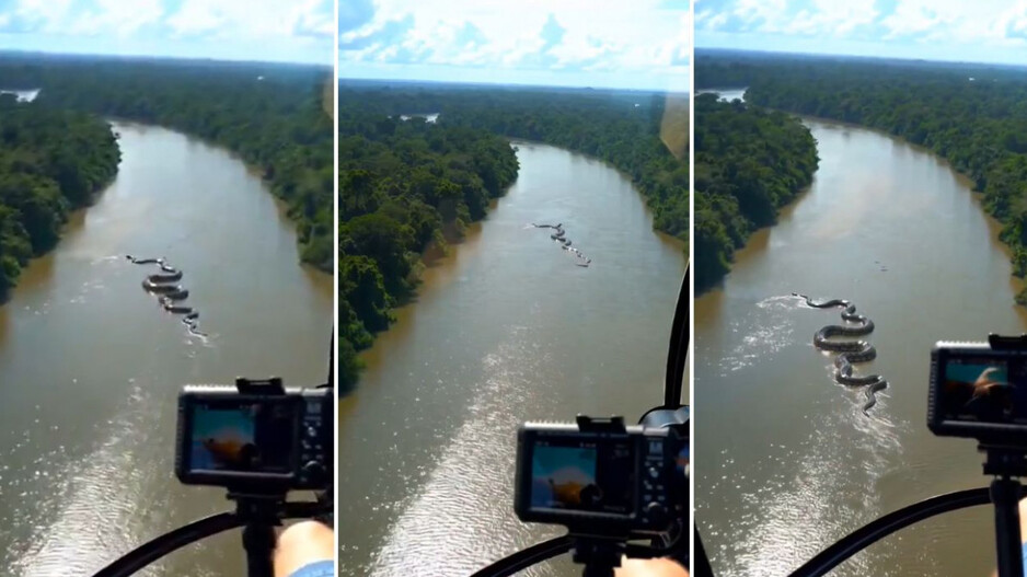 Shockingly huge anaconda spotted in Amazon River, viral video sparks ...
