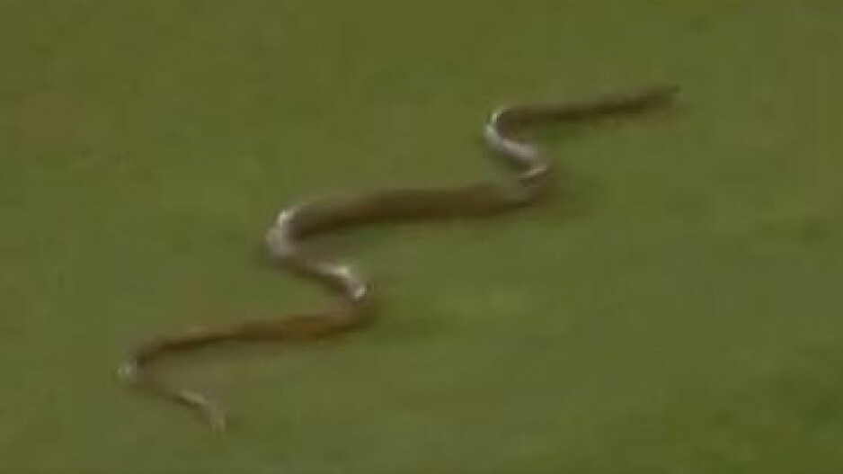 When a 7-foot snake halts match between Sri Lanka and Bangladesh - watch