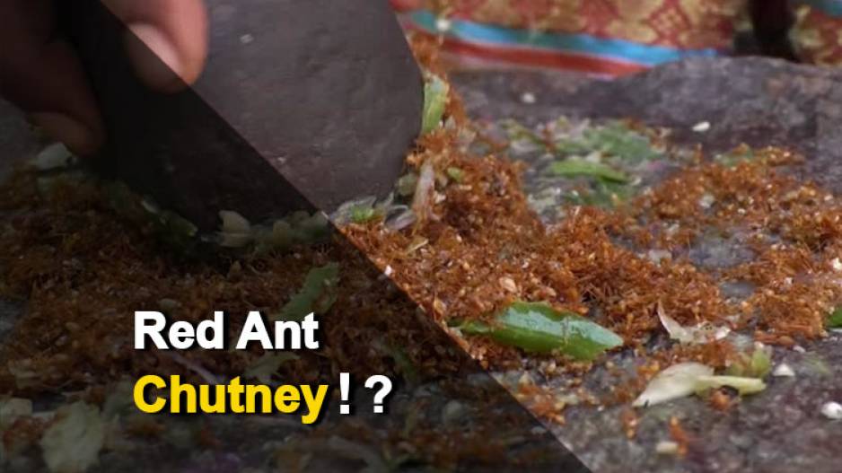 Red-Ant Chutney Is A Delicious Condiment For These Tribals In Odisha