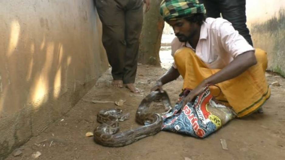 Forest officials today rescued a 8 feet long python and arrested a ...