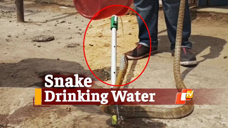 Video Of Snake Drinking Water In Odisha Goes Viral