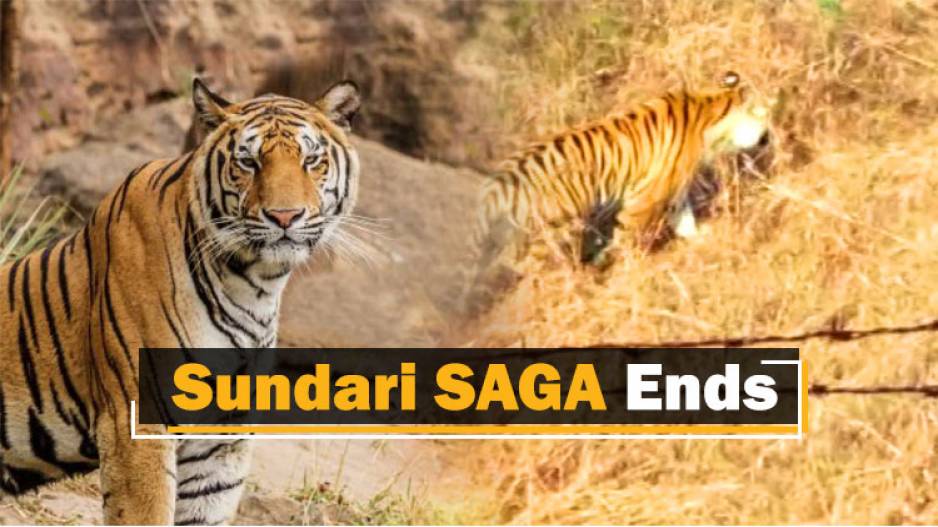 Sundari Gets New Home – Timeline Of Sundari’s Journey