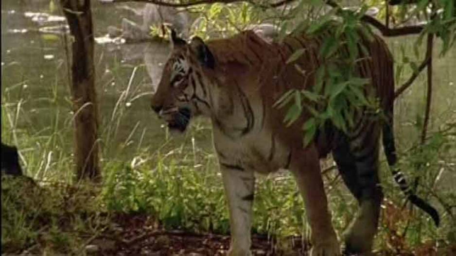 Tiger translocation Odisha draws up plan to restore confidence of ...