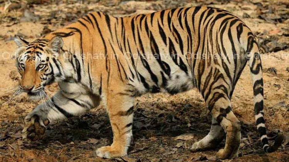 With the relocated tigress (nicknamed Sundari) having lost the wild ...