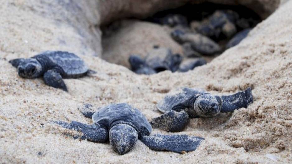 ଋଷିକୂଲ୍ୟା ମୁହାଣରେ ଅଲିଭ୍ ରିଡଲେ କଇଁଚଙ୍କ ଅଣ୍ଡାଦାନ