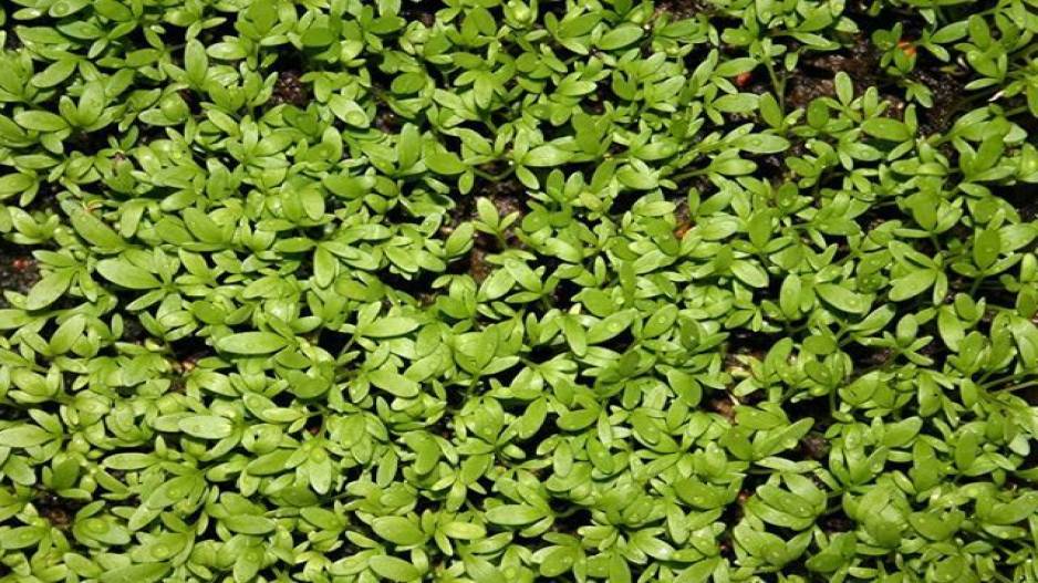 Now find Vitamin B12 in plants too