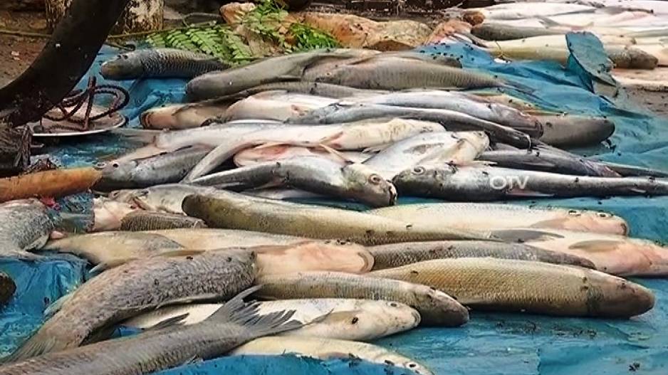 Formalin laced fish Raids on fish markets godowns in Sambalpur Bolangir