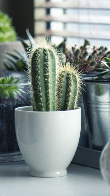8 Adorable Cactus Plants That Will Make Great Interior Addition To Your ...