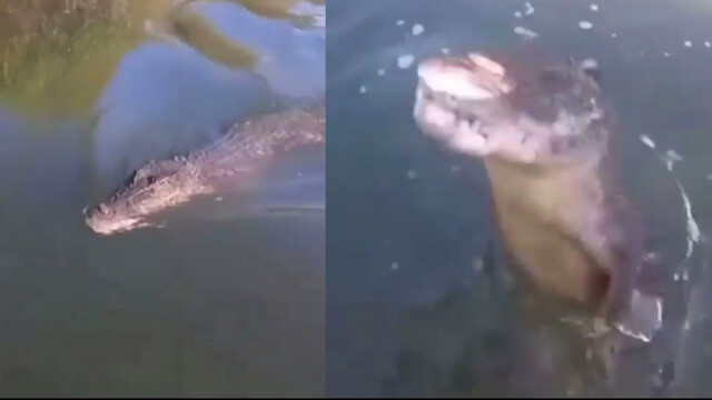 Viral Video: Irked Crocodile Attacks Men On Boat After Losing 'Prey ...