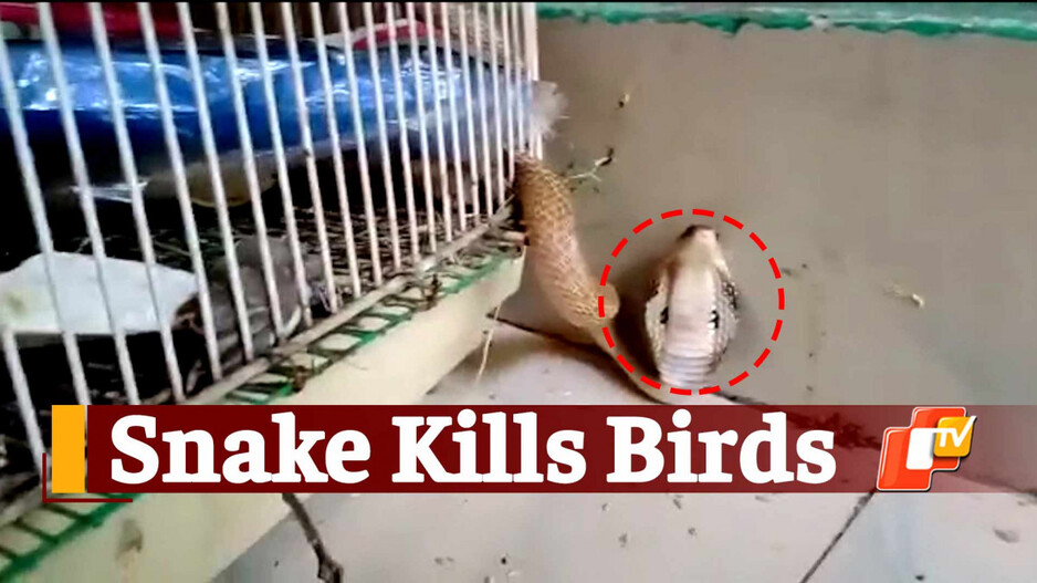 Bhubaneswar: Snake Enters Bird Cage To Prey On Them, Rescued By Snake ...