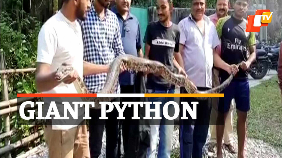 10-Ft-Long Burmese Python Triggers Panic, Rescued By Forest Personnel