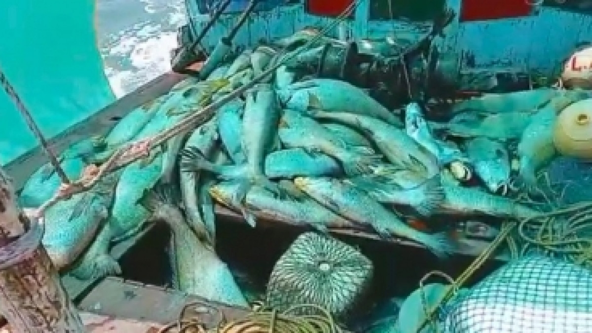 India's Fisheries Sector Records 10.87% Growth