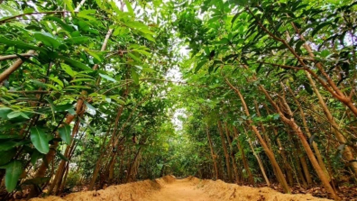 Forest Cover In India Increased By 24.62% Since 2019: Report