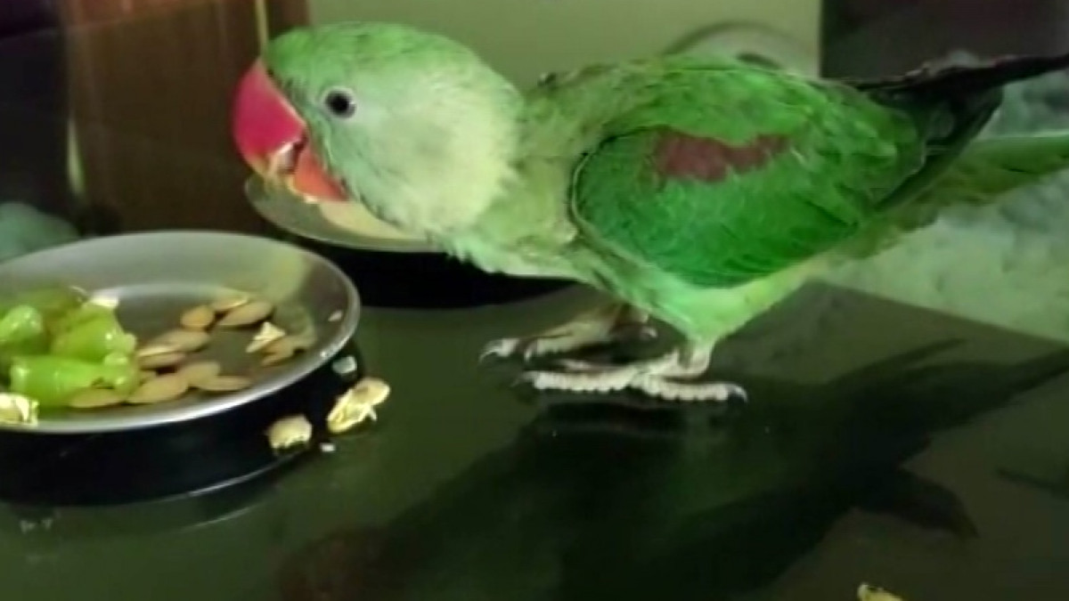 ‘Coco’ Returns Home After 12 Days, Smiles Back In Family