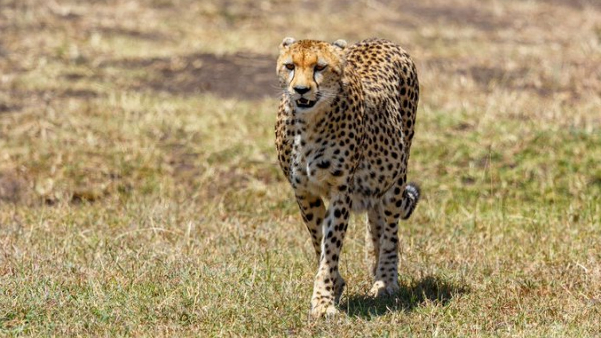 Cheetah deaths raise red flags on viability of 'mock natural habitat' Kuno