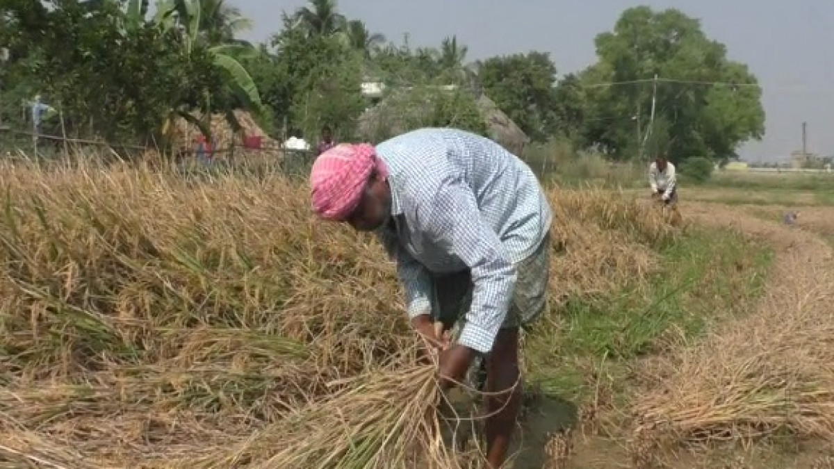 Centre raises MSP for paddy & other Kharif crops for 2023-24 season