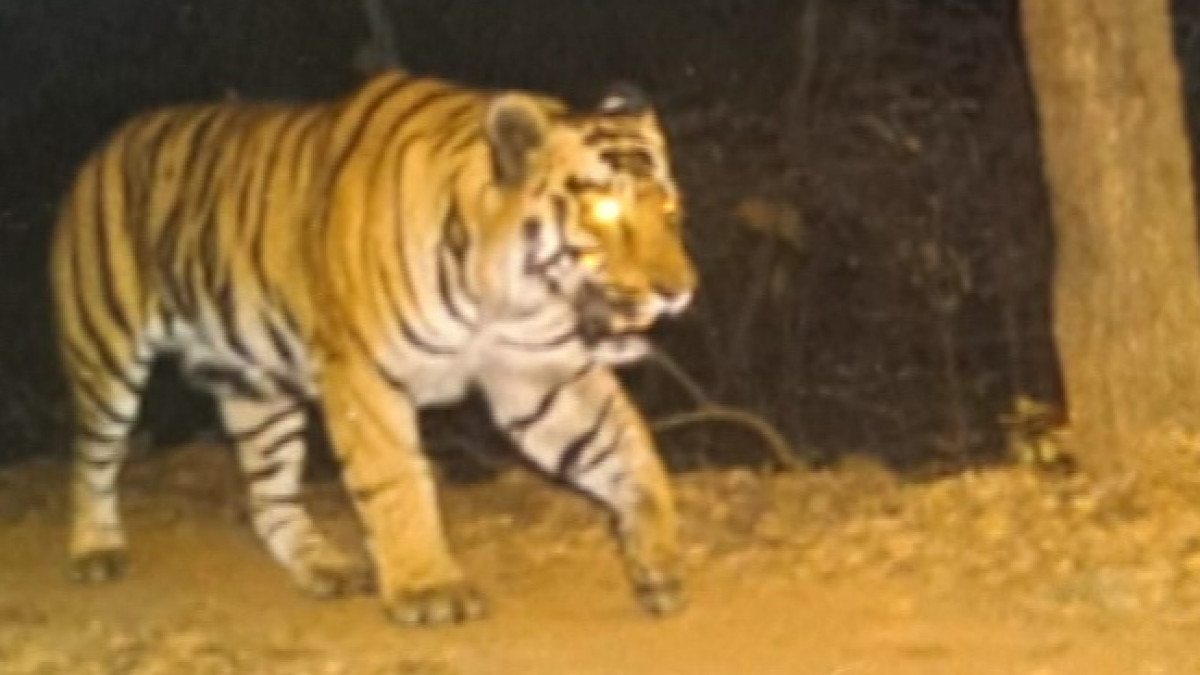 Viral video of Royal Bengal Tiger near Andhra-Odisha border keeps ...