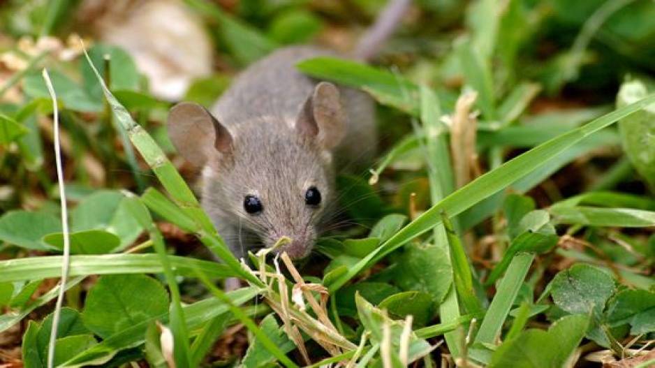 Viral video: Rat attacks pigeon and drags it underneath car; here’s ...